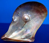 PTERIA PENGUIN - Philippines Palawan | Pearl Education - Pearl-Guide.com