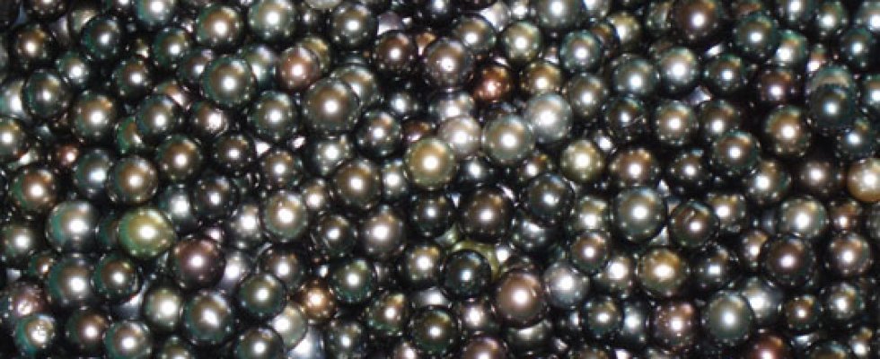 Pearl Farming Pivoting in Fijii! | Pearl Education - Pearl-Guide.com