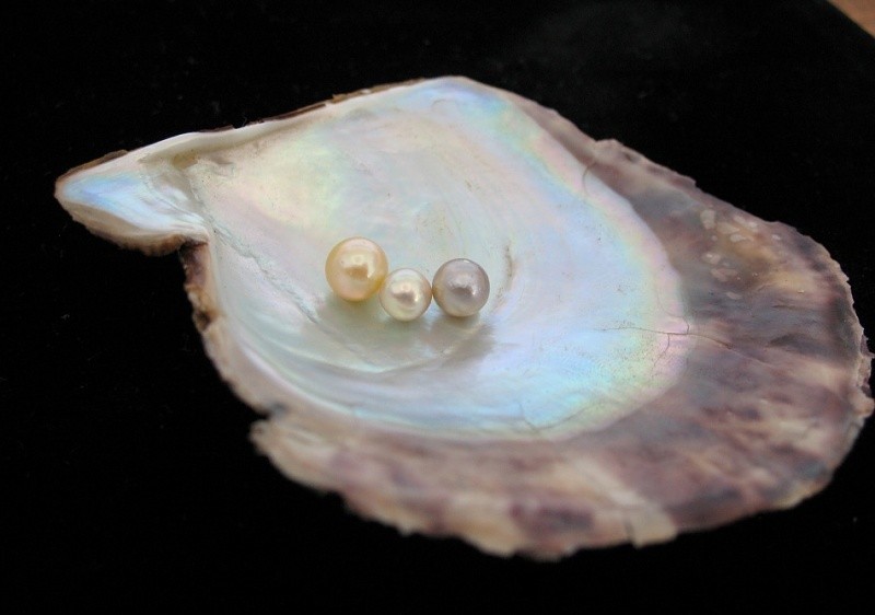 The Pinctada Fucata Martensii Radiata Imbricata Species Complex Pearl
